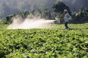 Glyphosate (Roundup) Linked To Cancer of the Lymph Tissue In New Study ...