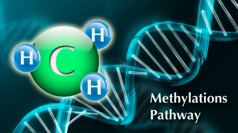 Understanding Methylation – My Health Maven