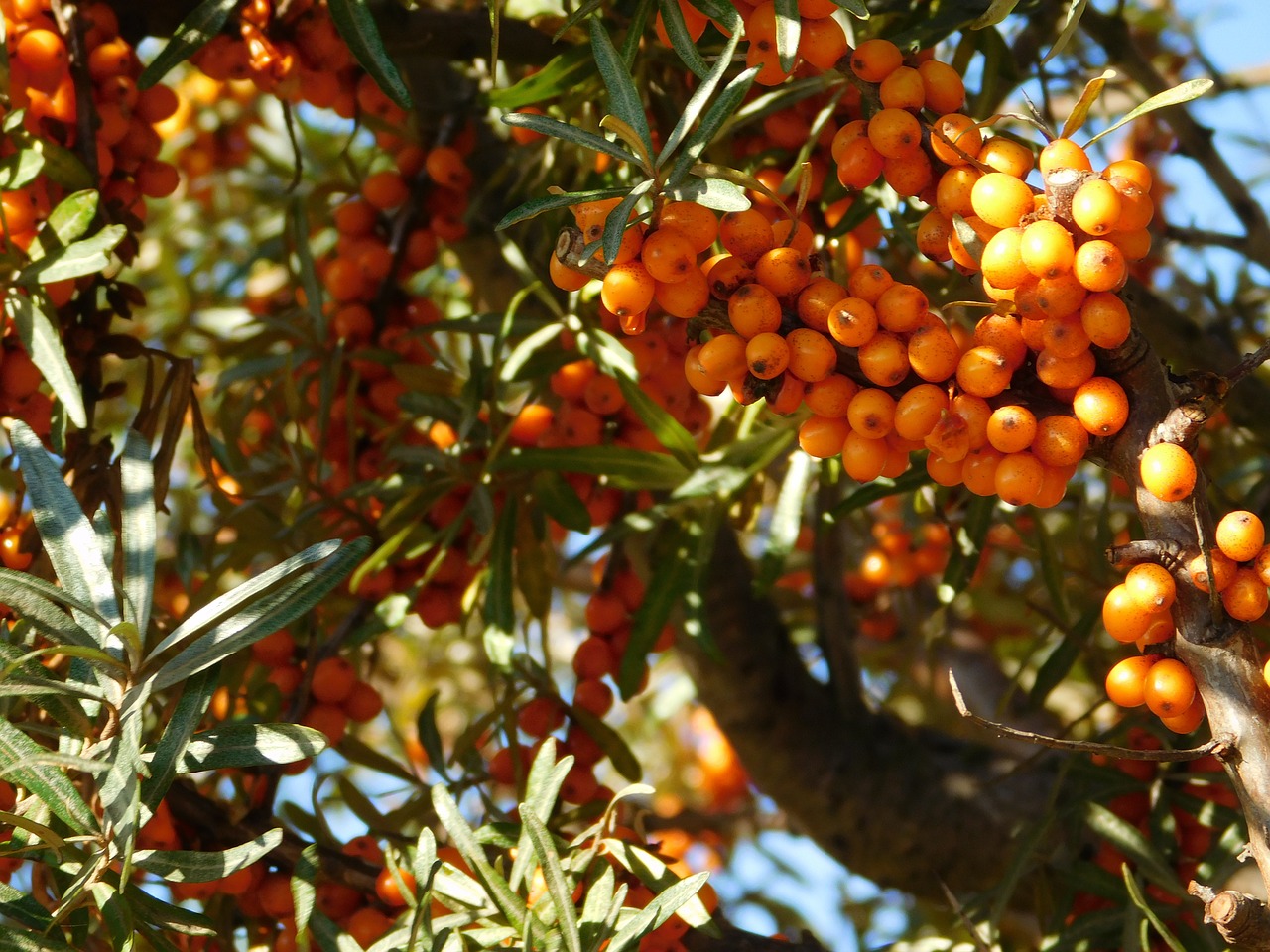 Sea Buckthorn Oil Benefits & Omega 7 – My Health Maven